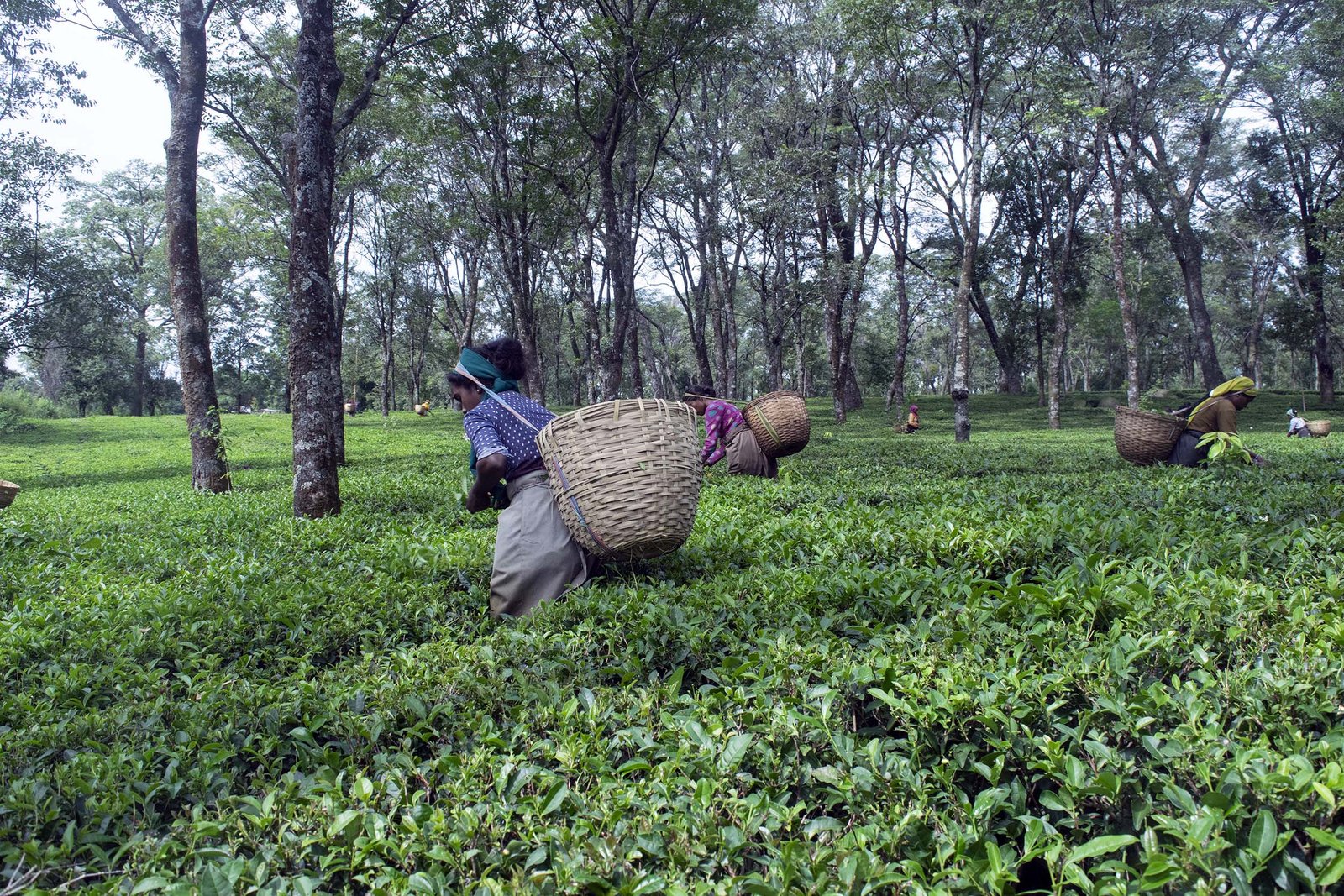 Kangra: Bir & Palampur | Transforming Travels